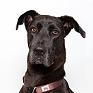 Great Dane Puppies - Great Dane Rescue and Adoption Near You