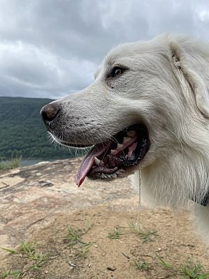 Chattanooga, TN - Great Pyrenees. Meet Ghost a Pet for Adoption ...