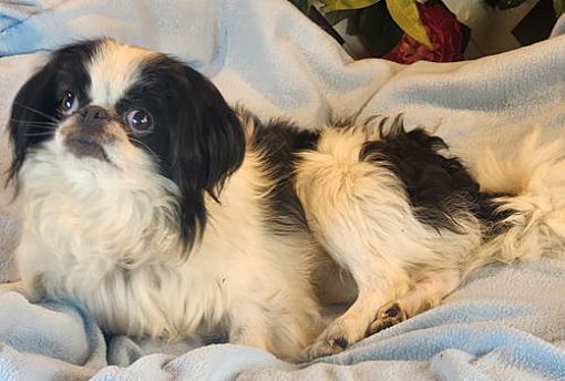 Pueblo, CO - Japanese Chin. Meet Boo Boo Bear a Pet for Adoption ...