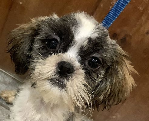 Mishawaka, IN - Shih Tzu. Meet Ascot Ryan a Pet for Adoption ...