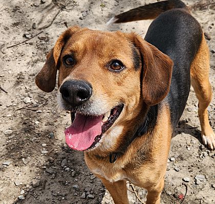 Liberty Center, OH - Beagle/Labrador Retriever. Meet JoJo a Pet for ...