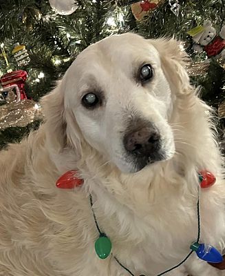 Irwin, PA - Golden Retriever. Meet Ray Charles (vision Impaired) a Pet ...