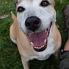 Corgi Puppies - Corgi Rescue and Adoption Near You