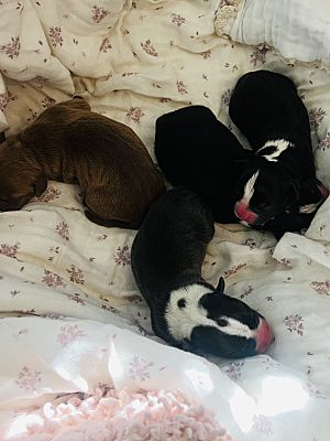 Boulder, CO - American Staffordshire Terrier. Meet Flower a Pet for ...