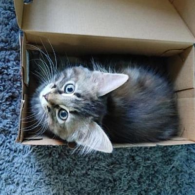 Georgina, ON - Domestic Mediumhair. Meet Kenobi a Pet for Adoption ...