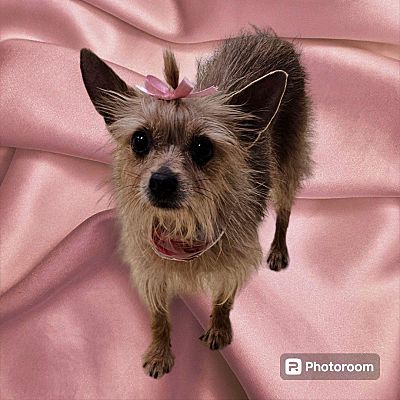 New Castle, IN - Yorkie, Yorkshire Terrier. Meet Pixie a Pet for ...