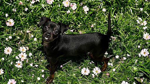 Los Angeles, CA - Miniature Pinscher. Meet Koko a Pet for Adoption ...