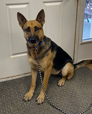 Clive, IA - German Shepherd Dog. Meet Chey a Pet for Adoption ...