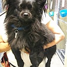 Papillon Puppies - Papillon Rescue and Adoption Near You