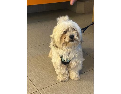 Rancho Cucamonga, CA - Maltese. Meet LUCA a Pet for Adoption ...