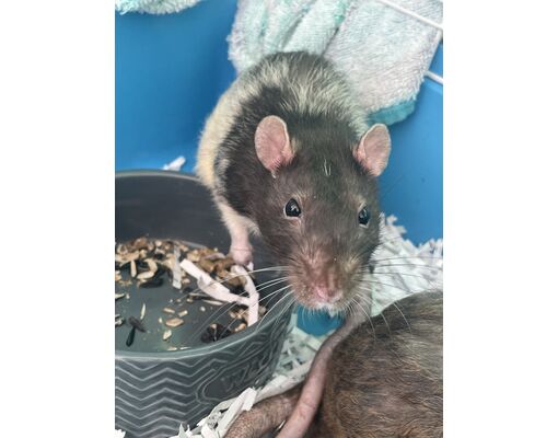 Williamsburg, VA - Rat/Rat. Meet Neagan a Pet for Adoption - AdoptaPet.com