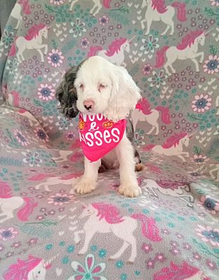 Windsor, MO - Cocker Spaniel. Meet SPARKLE a Pet for Adoption ...