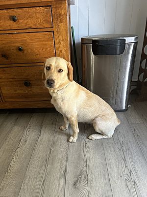 Windsor, VA - Labrador Retriever. Meet Biscuit Ann a Pet for Adoption ...