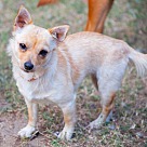 Pomeranian Puppies - Pomeranian Rescue and Adoption Near You