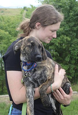 Waynesboro, VA - Feist/Labrador Retriever. Meet Fletcher a Pet for ...