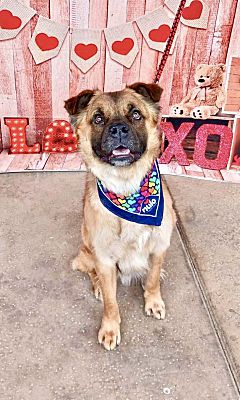 Las Vegas, NV - Cocker Spaniel/Chow Chow. Meet Vega a Pet for Adoption ...