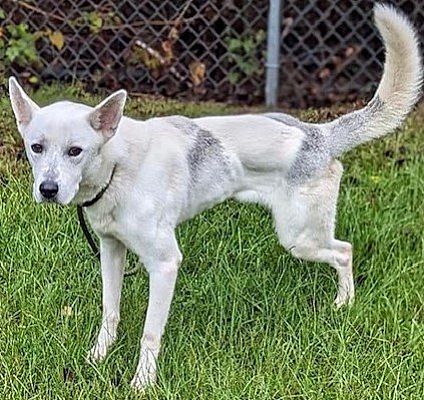 newfoundland, PA - German Shepherd Dog/Labrador Retriever. Meet Beasley ...