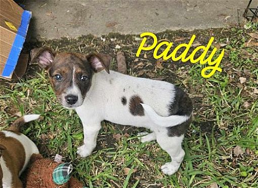 Saunderstown, RI - Jack Russell Terrier. Meet Paddy Wood CW D2024 in MS ...