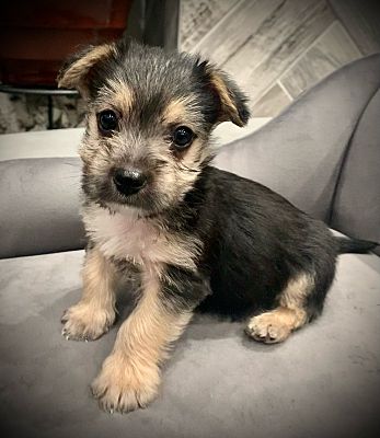 San Diego, CA - Yorkie Poo. Meet Sheldon a Pet for Adoption - AdoptaPet.com