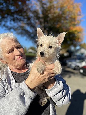 Renton, WA - Westie, West Highland White Terrier. Meet Harriet a Pet ...