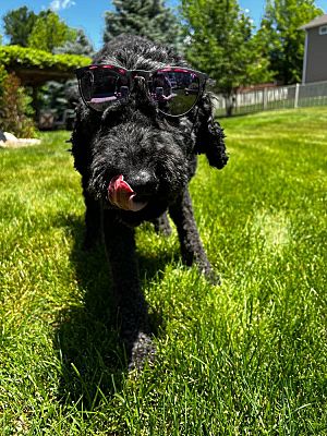 Austin, TX - Poodle (Standard). Meet Murray a Pet for Adoption ...
