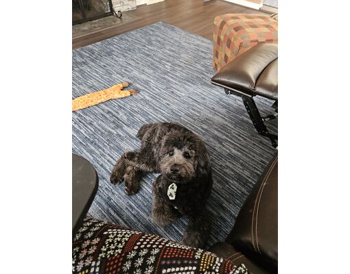 Cleveland, OH - Aussiedoodle. Meet Rolo a Pet for Adoption - AdoptaPet.com