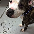 Boston Terrier Puppies - Boston Terrier Rescue and Adoption