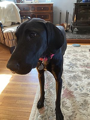 Hamburg, NY - German Shorthaired Pointer/Great Dane. Meet Butter a Pet ...