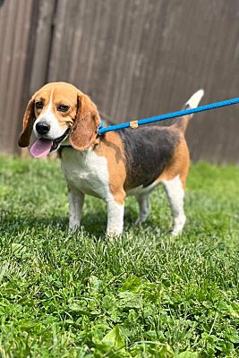 Sparta, NJ - Beagle. Meet Scout a Pet for Adoption - AdoptaPet.com