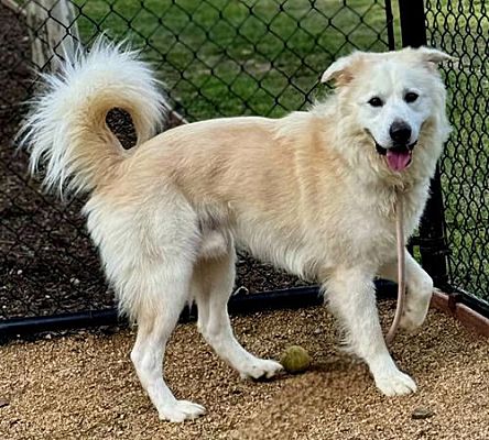 Norfolk, VA - Great Pyrenees. Meet JUMPING JACK JUNIOR a Pet for ...