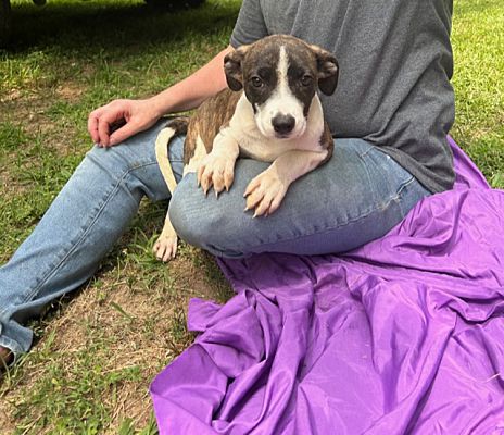 Southbury, CT - English Springer Spaniel/Boxer. Meet Brooke ~ meet me ...