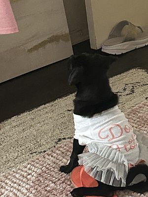 Costa Mesa, CA - Chihuahua/Pug. Meet Nova a Pet for Adoption ...