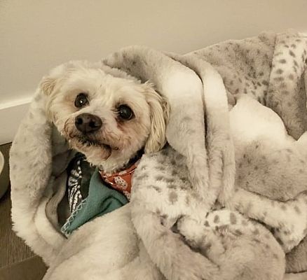 Kelowna, BC - Maltese. Meet Colt - Adoption Pending a Pet for Adoption ...