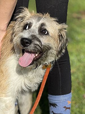 Sparta, NJ - Border Terrier/Cairn Terrier. Meet Benji a Pet for ...