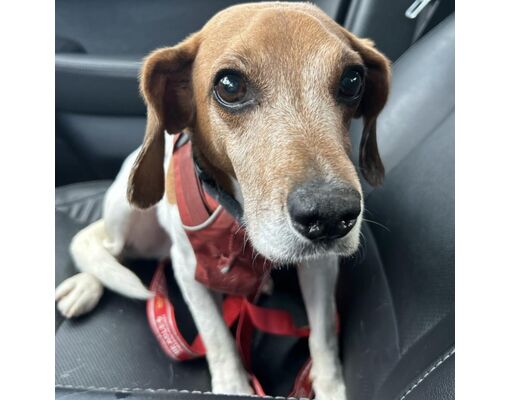 Harrisburg, PA - Beagle. Meet Stewie a Pet for Adoption - AdoptaPet.com