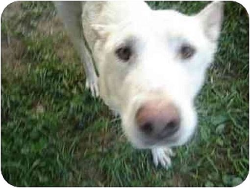 Hibbs, PA - German Shepherd Dog. Meet Timothy T. a Pet for Adoption ...