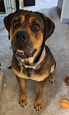Colorado Springs, CO - Mastiff. Meet Rosie a Pet for Adoption ...