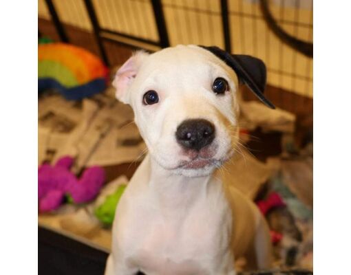 St Louis, MO - Boxer/Mixed Breed (Medium). Meet Nadia JuM a Pet for ...