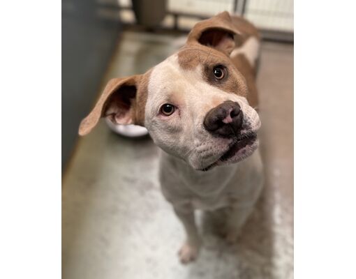 Madera, CA - American Pit Bull Terrier/Mixed Breed (Medium). Meet ...