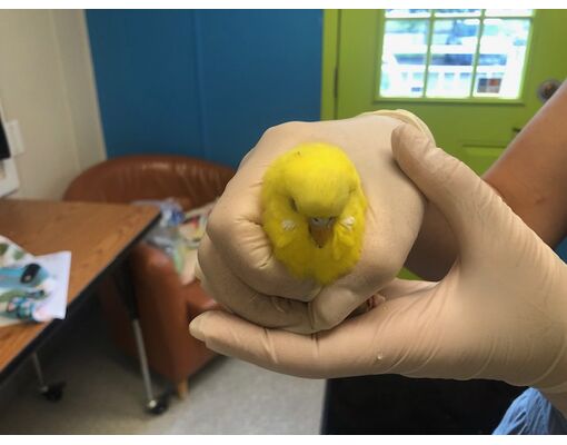 Kent, WA - Parakeet - Other. Meet SUNSHINE a Pet for Adoption ...