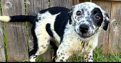 Hanover, NH - Dalmatian/English Pointer. Meet Cersei a Pet for Adoption ...