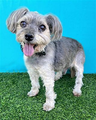 Corona, CA - Yorkie, Yorkshire Terrier/Terrier (Unknown Type, Medium ...