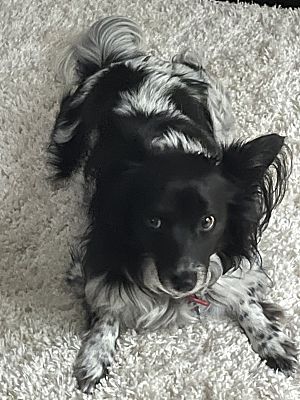 Brookfield, WI - Papillon/Border Collie. Meet Vinny a Pet for Adoption ...