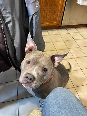 Harrison, NY - Pit Bull Terrier. Meet Sasha-Courtesy Listing a Pet for ...