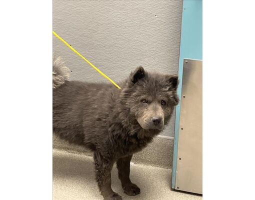 Las Vegas, NV - Chow Chow. Meet *PRINCESS COCO PUFF a Pet for Adoption ...