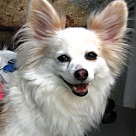 Papillon Puppies - Papillon Rescue and Adoption Near You