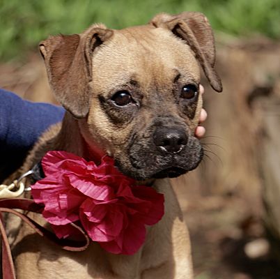 Media, PA - Boxer/Whippet. Meet Geneva the Mini Boxer! a Pet for ...