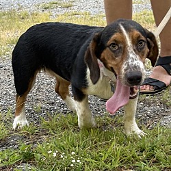 Tulsa, OK - Pembroke Welsh Corgi/Basset Hound. Meet Gabi a Pet for ...