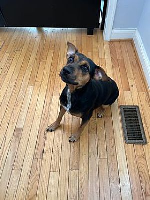 Springfield, VA - Shepherd (Unknown Type)/Cattle Dog. Meet Shuri a Pet ...