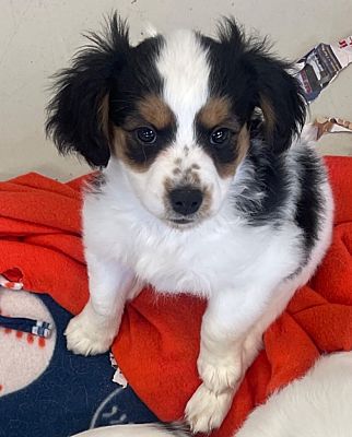 Dalton, GA - Australian Shepherd/Cavalier King Charles Spaniel. Meet ...